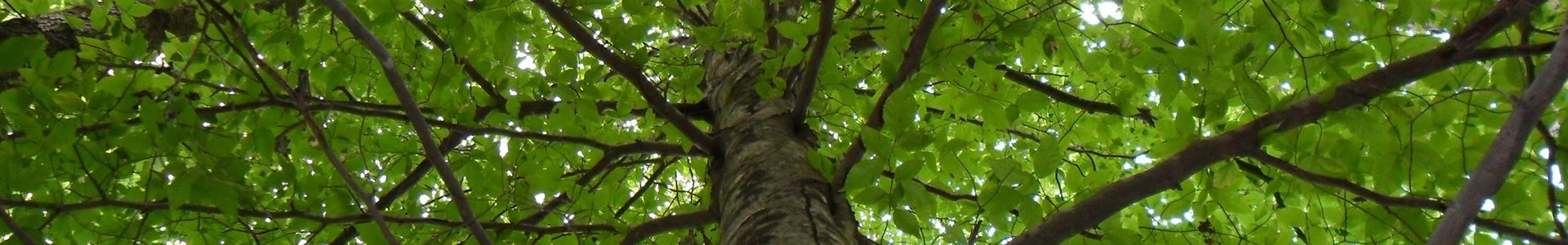 Arkansas Tree Database