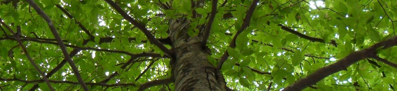 Arkansas Tree Database